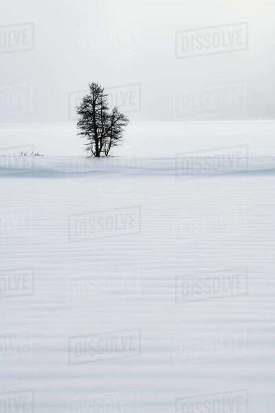 Lone tree in snow dune, Yellowstone National Park, UNESCO World ...