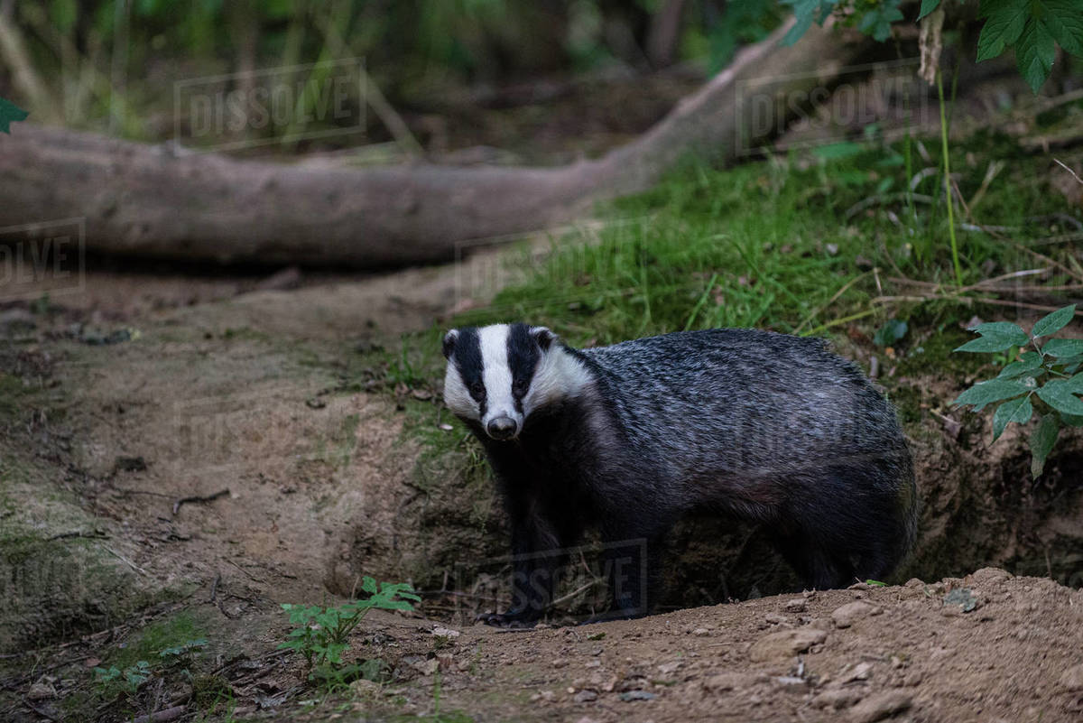Eurasian Badger (Meles meles) adult, standing beside sett entrance ...
