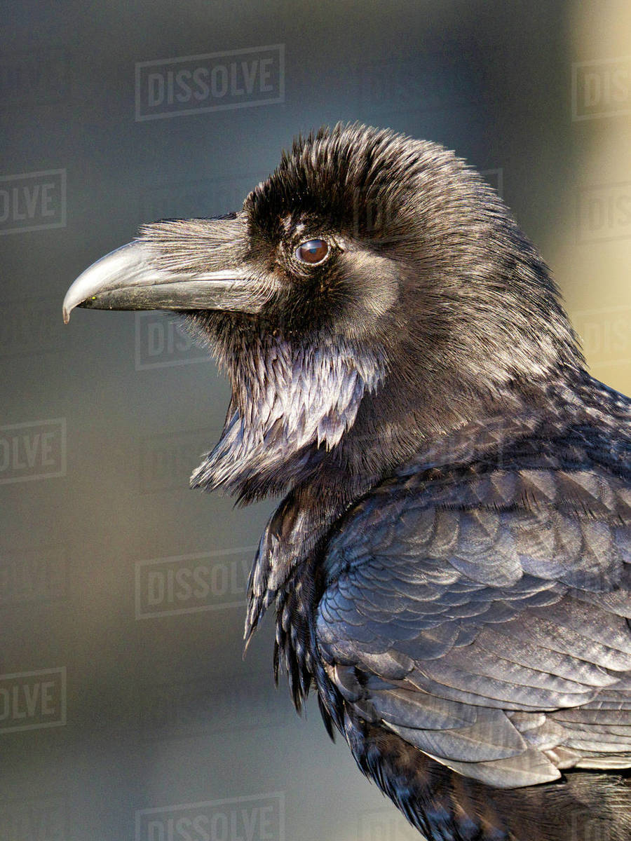 Raven, Loop Head, County Clare, Munster, Republic of Ireland, Europe ...