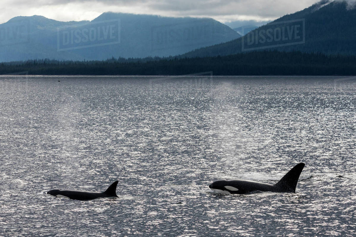 Adult bull killer whales (Orcinus orca), surfacing near the Cleveland ...