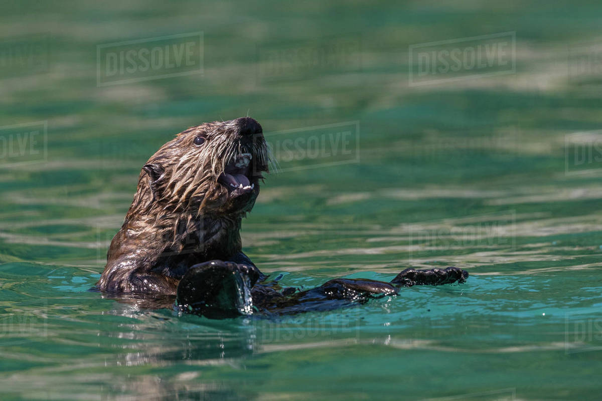 A young sea otter (Enhydra lutris), in the Inian Islands, Southeast ...