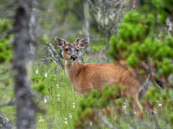 A young buck Sitka black-tailed deer (Odocoileus hemionus sitkensis ...