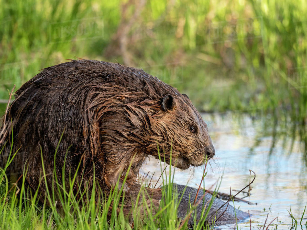 An adult North American beaver (Castor canadensis) along the shore in ...