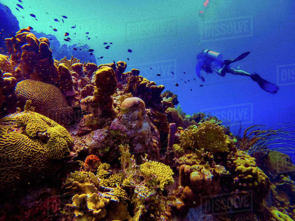 Man scuba diving while exploring the coral reefs of Bonaire ...