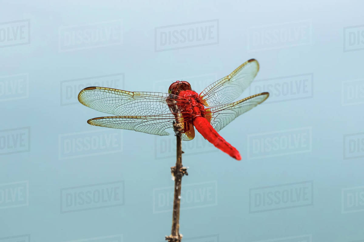 Scarlet Basker dragonfly (Urothemis signata) by fish pond, Rammang ...