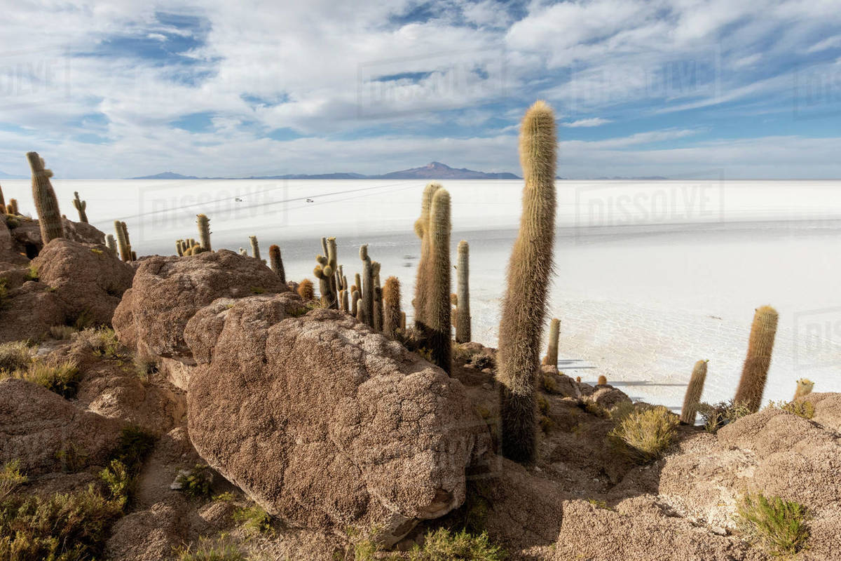 A forest of giant cardon cactus (Echinopsis atacamensis) growing on ...
