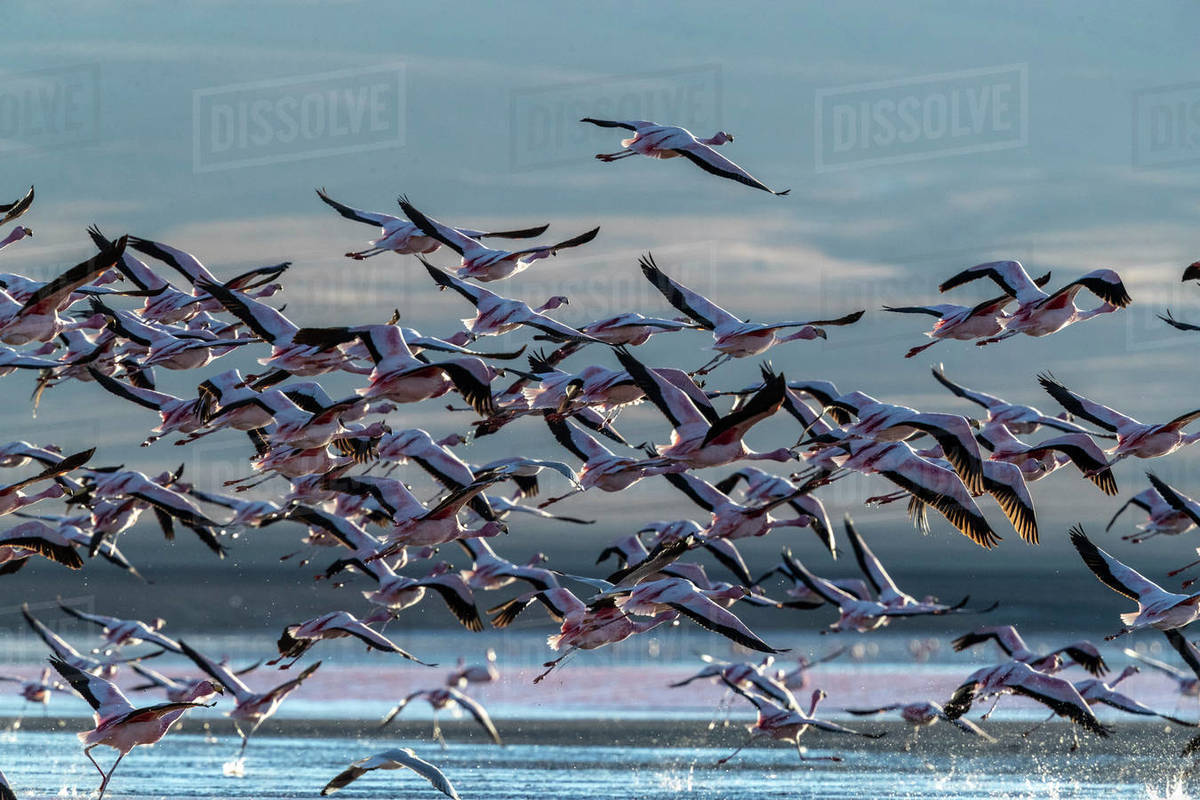 Flamingos taking flight in the hundreds to feed, Eduardo Avaroa Andean ...