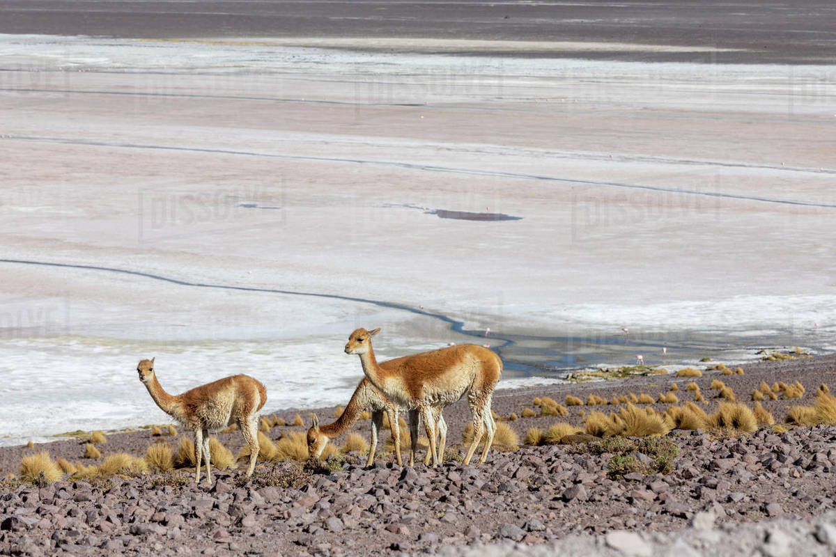 A herd of vicunas (Lama vicugna) in the altiplano of the high Andes ...