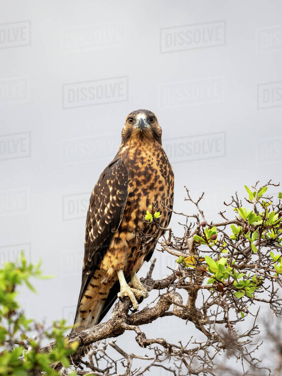A juvenile Galapagos hawk (Buteo galapagoensis), Rabida Island ...