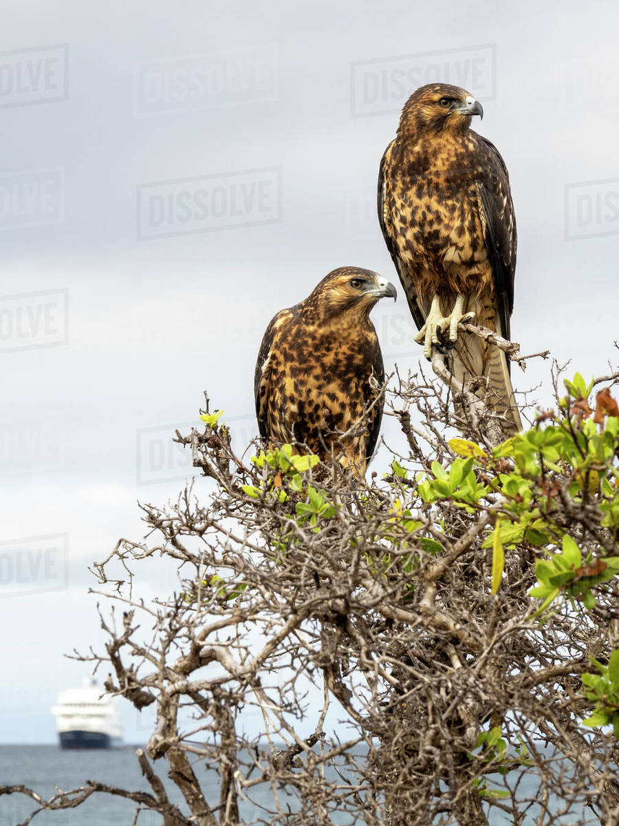 A pair of juvenile Galapagos hawks (Buteo galapagoensis), Rabida Island ...