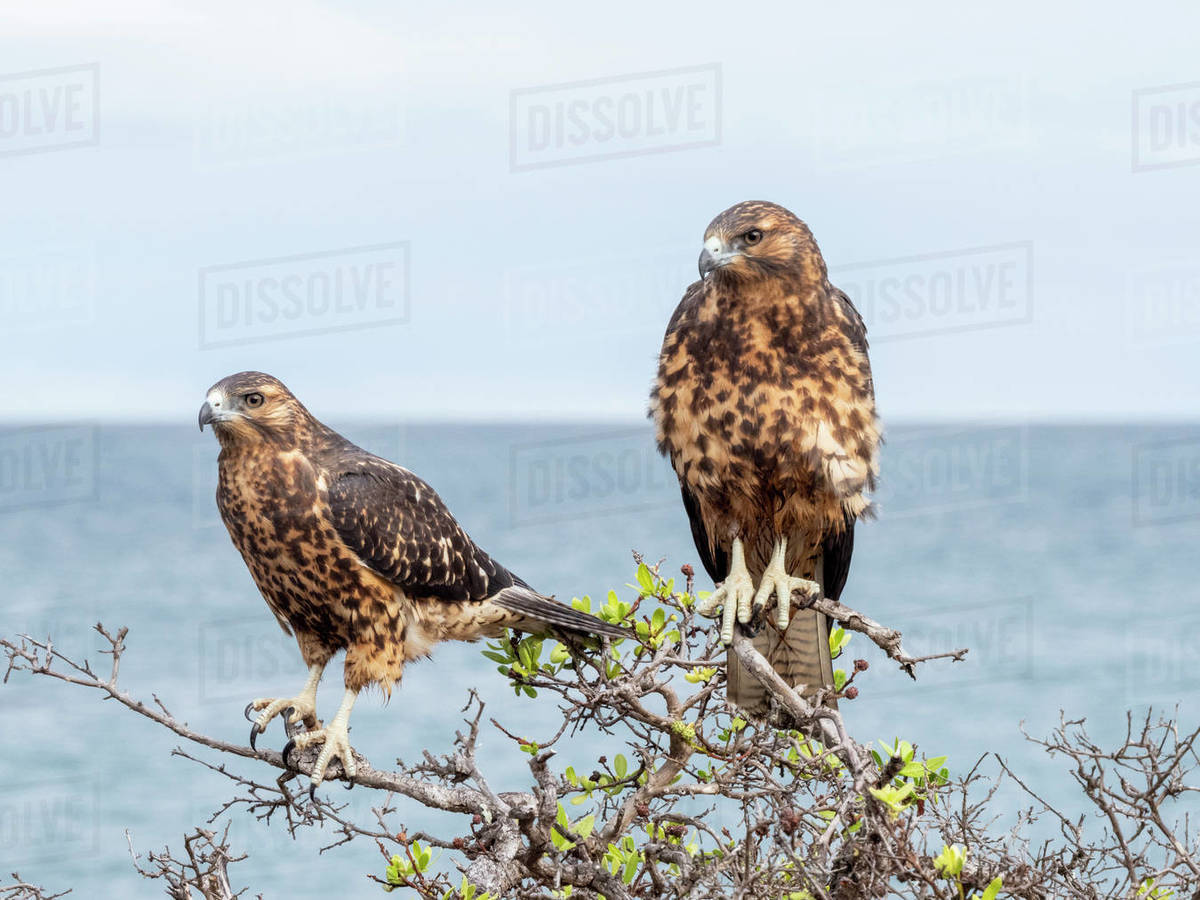 A pair of juvenile Galapagos hawks (Buteo galapagoensis), Rabida Island ...