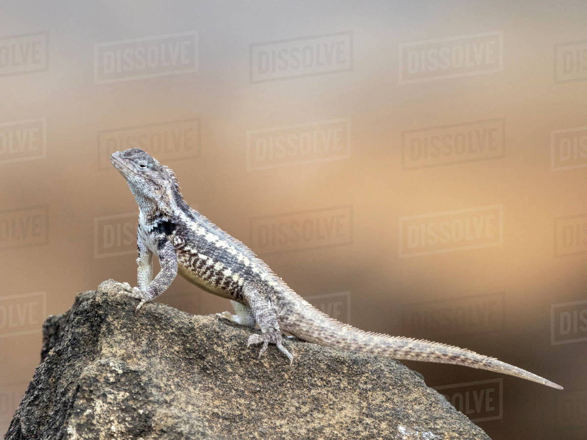 An adult San Cristobal lava lizard (Microlophus bivittatus), Punta Pitt ...