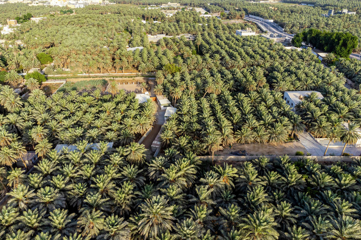 Aerial of the Al Ahsa (Al Hasa) Oasis, largest Oasis in the world ...