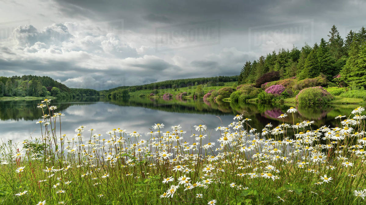 Wildflower daisies on the banks of Kennick Reservoir in Dartmoor ...