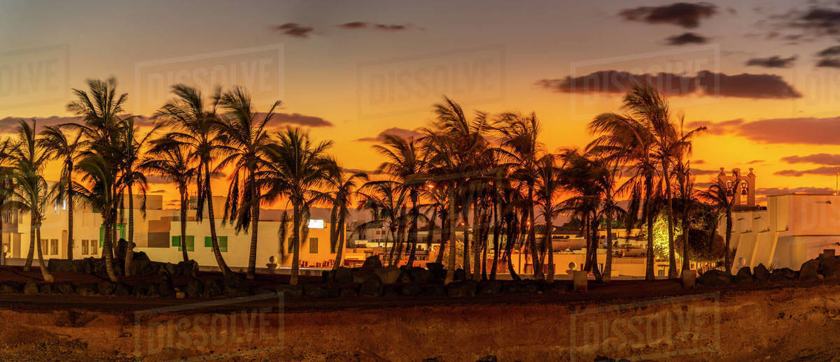 View of golden sunset through palm trees, Playa Blanca, Lanzarote ...