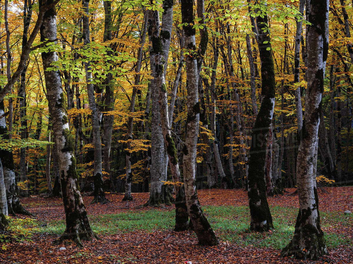 Sabaduri Forest, Tbilisi, Georgia (Sakartvelo), Central Asia, Asia ...