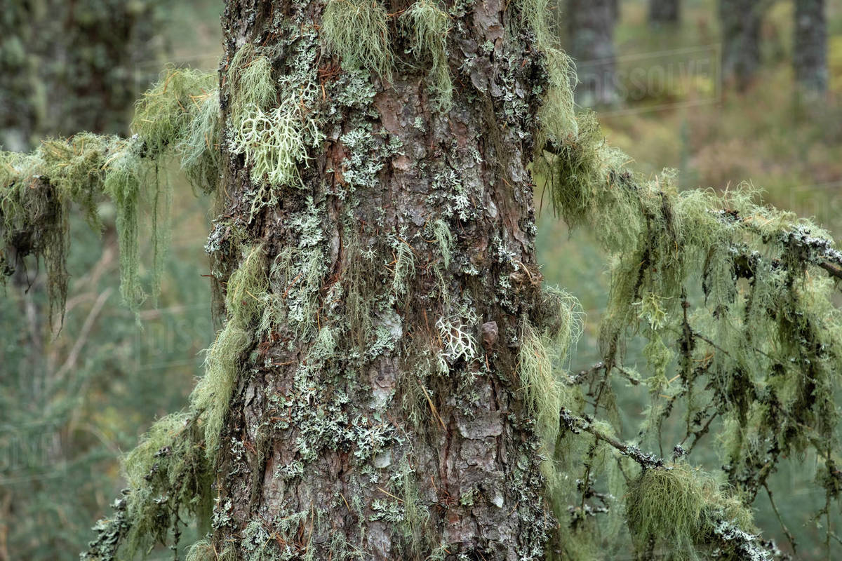 Tree covered in Old Mans Beard Lichen (Usnea filipendula), Black Isle ...