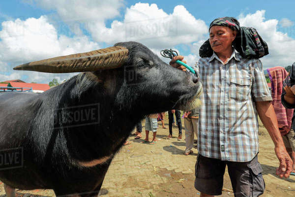 Man and buffalo at Asia's largest buffalo market, Bolu near the ...
