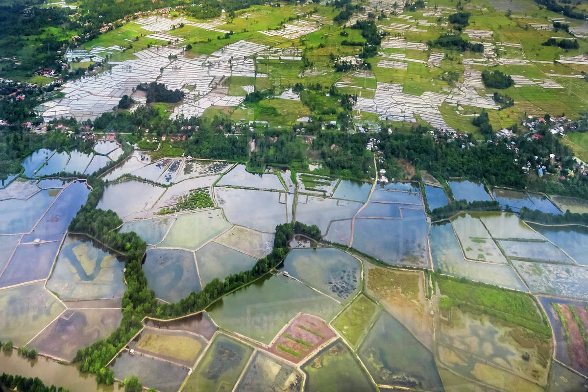 Rice fields and fish ponds on the Gulf of Boni estuarine coast near ...