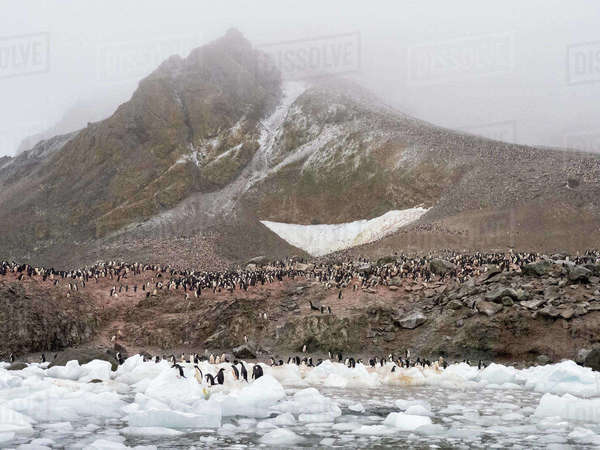 Adelie penguins (Pygoscelis adeliae), on an ice floe at a breeding ...