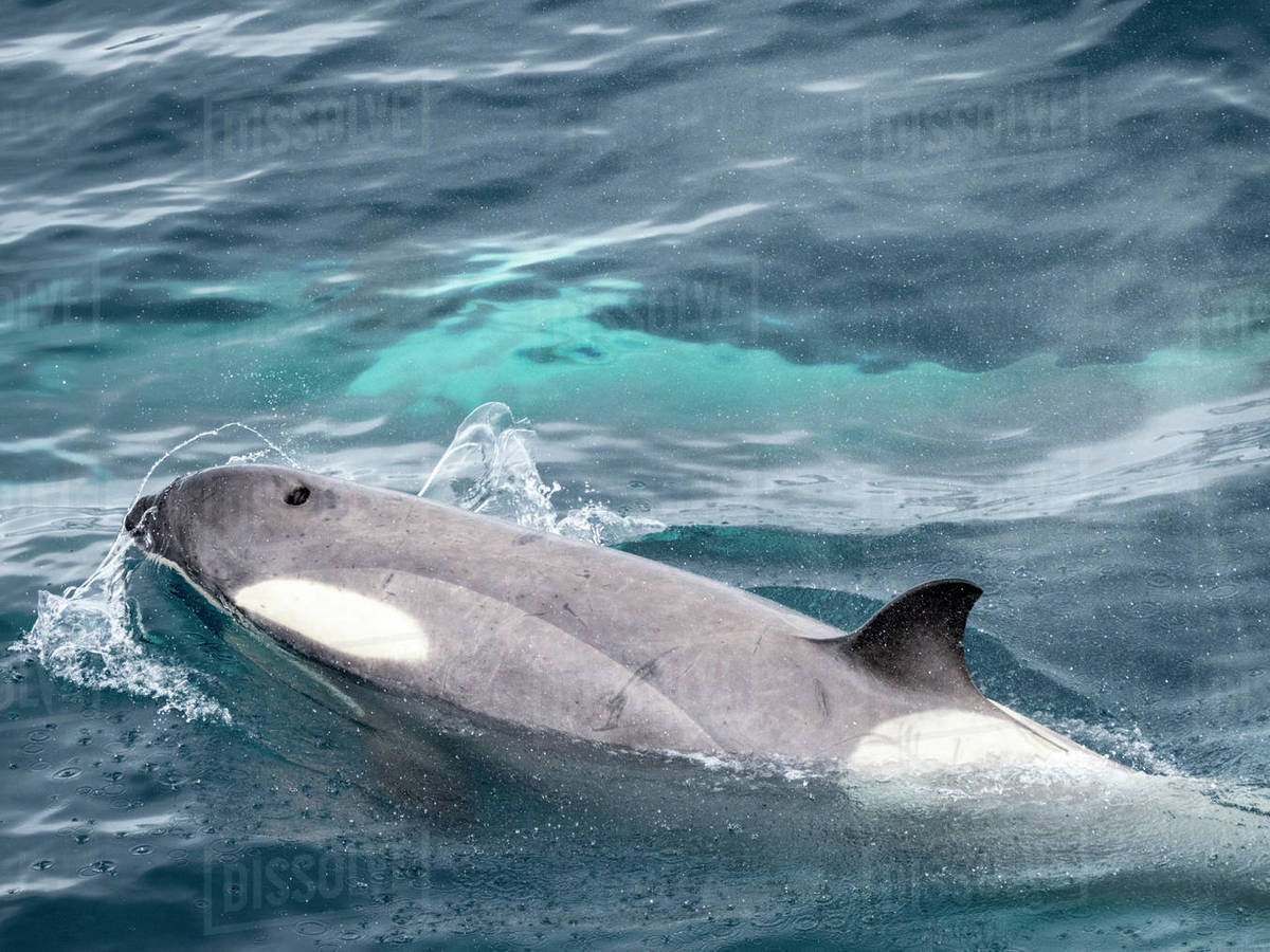 Curious type B2 killer whale (Orcinus orca), inspecting the ship in the ...