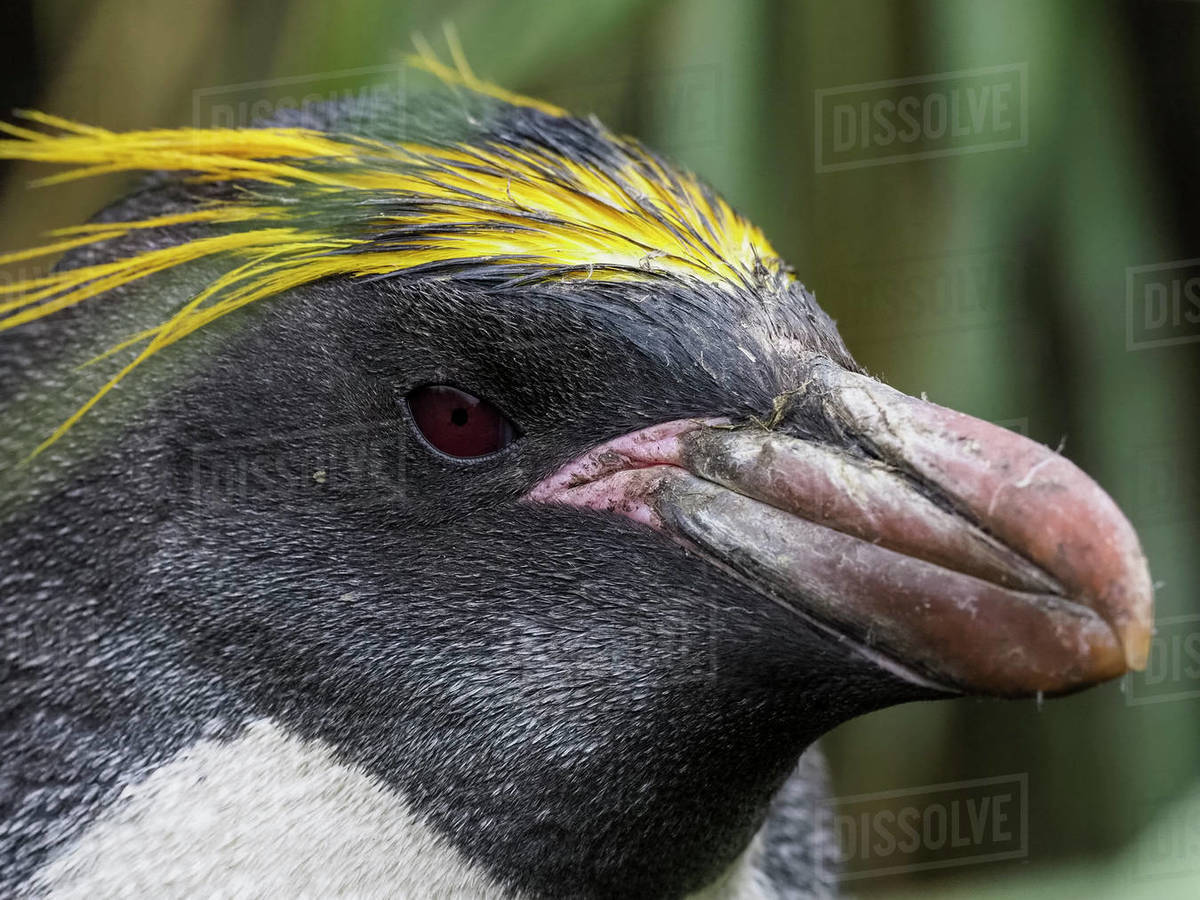 Adult macaroni penguin (Eudyptes chrysolophus), head detail in Cooper ...