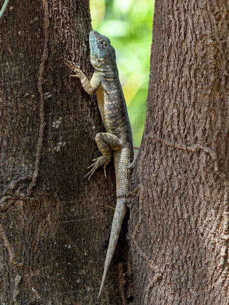 Amazon lava lizard (Tropidurus torquatus), Pouso Allegre, Mato Grosso ...