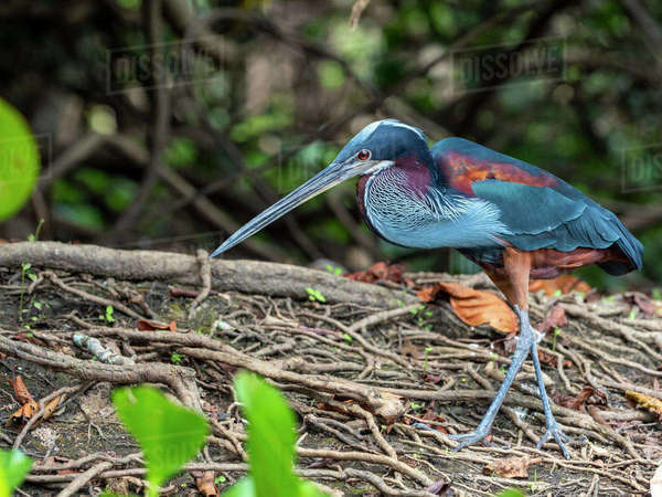 Agami heron (Agamia agami), Rio Pixaim, Mato Grosso, Pantanal, Brazil ...