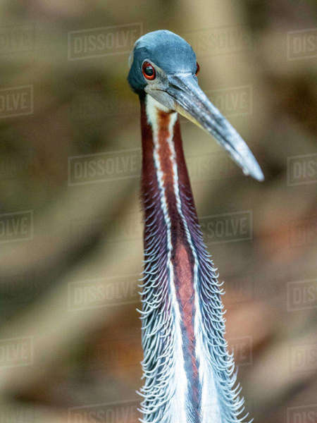 Agami heron (Agamia agami), Rio Pixaim, Mato Grosso, Pantanal, Brazil ...
