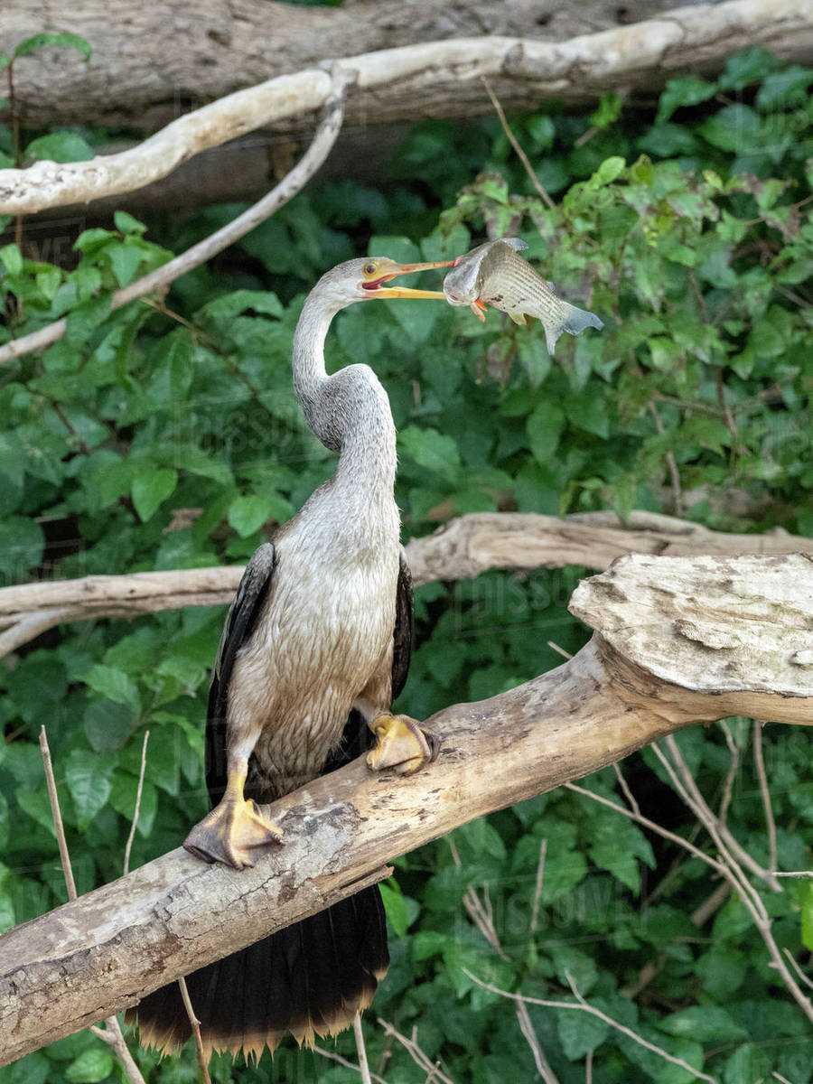 Adult Anhinga (Anhinga anhinga), with a fish on the Rio Tres Irmao ...