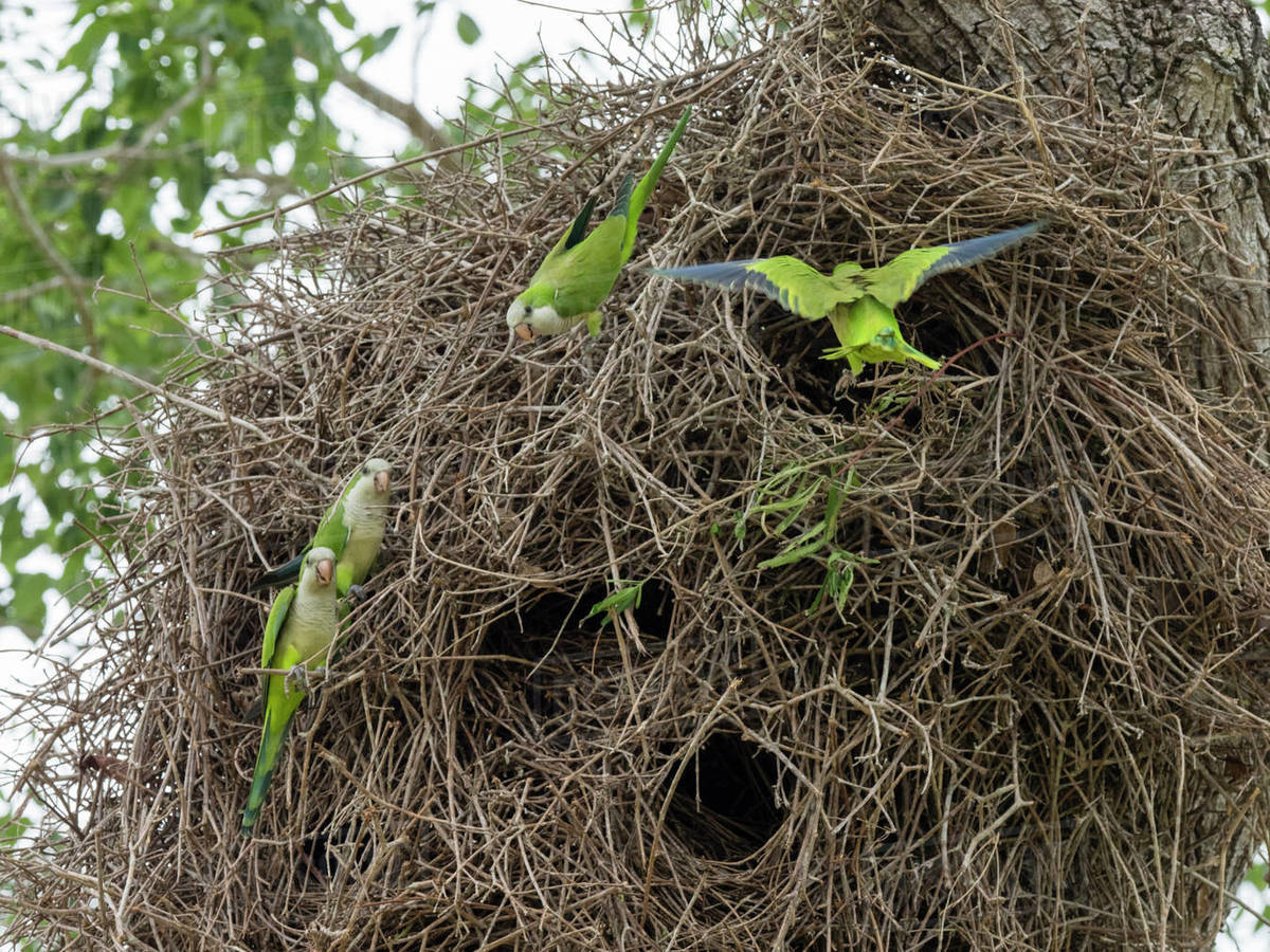 Adult monk parakeets (Myiopsitta monachus), in a communal nest, Mata ...