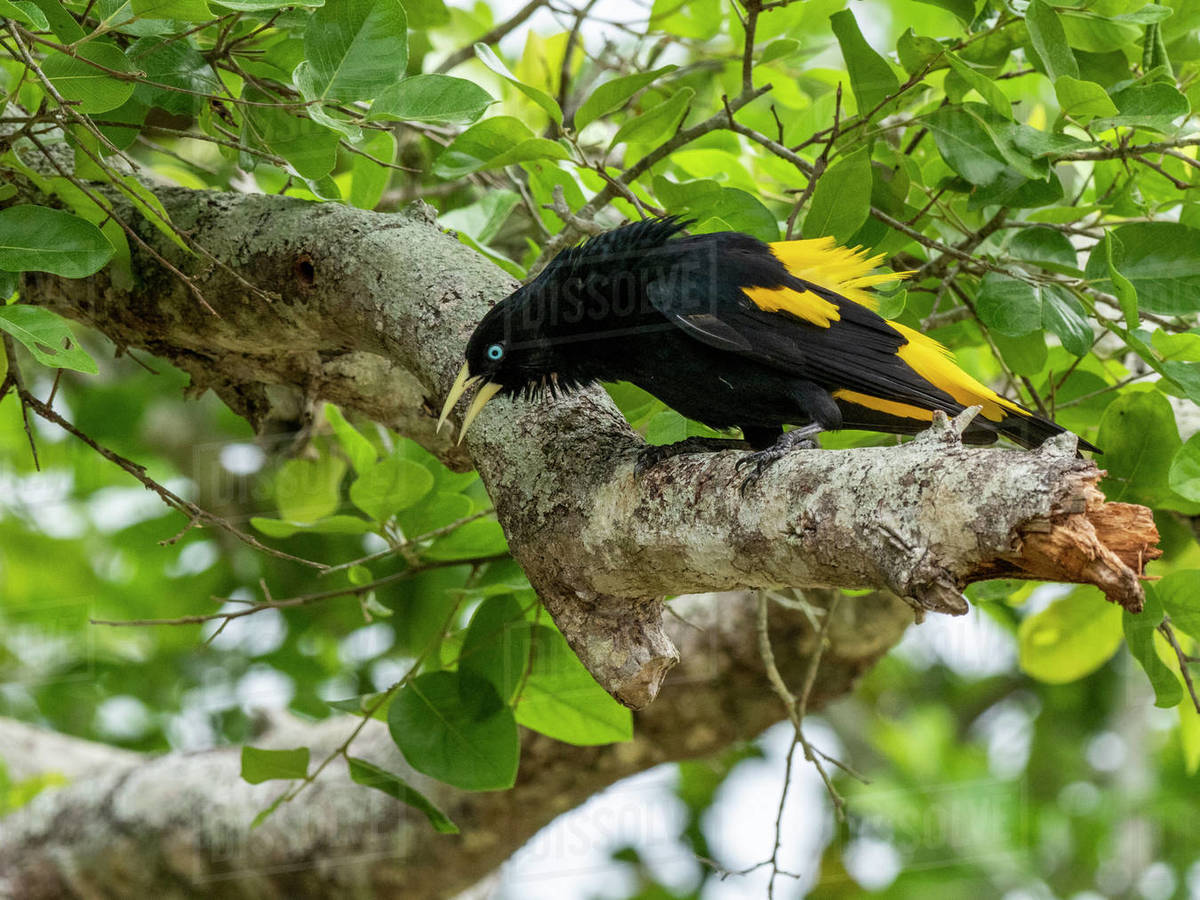 Adult yellow-rumped cacique (Cacicus cela), at nest on the Rio Tres ...