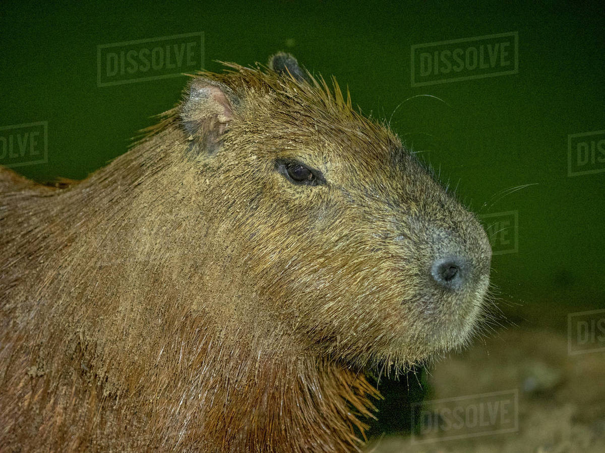 Adult capybara (Hydrochoerus hydrochaeris), at night along a lake in ...