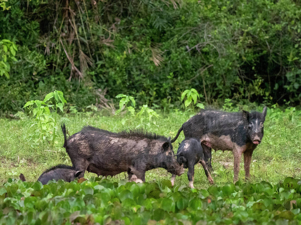 A group of feral pigs (Sus scrofa), scavenging at Pouso Allegre, Mato ...