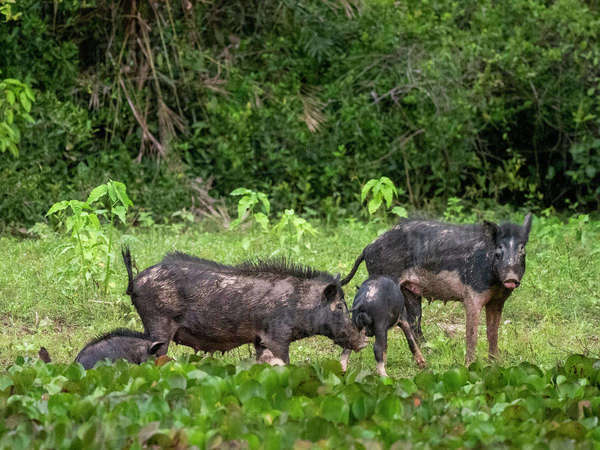 A group of feral pigs (Sus scrofa), scavenging at Pouso Allegre, Mato ...