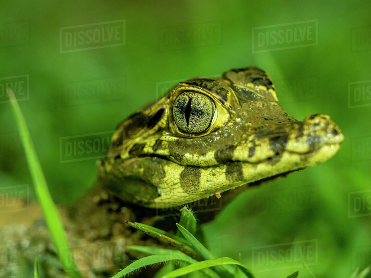 A juvenile jacare caiman (Caiman yacare), at night in Pouso Allegre ...