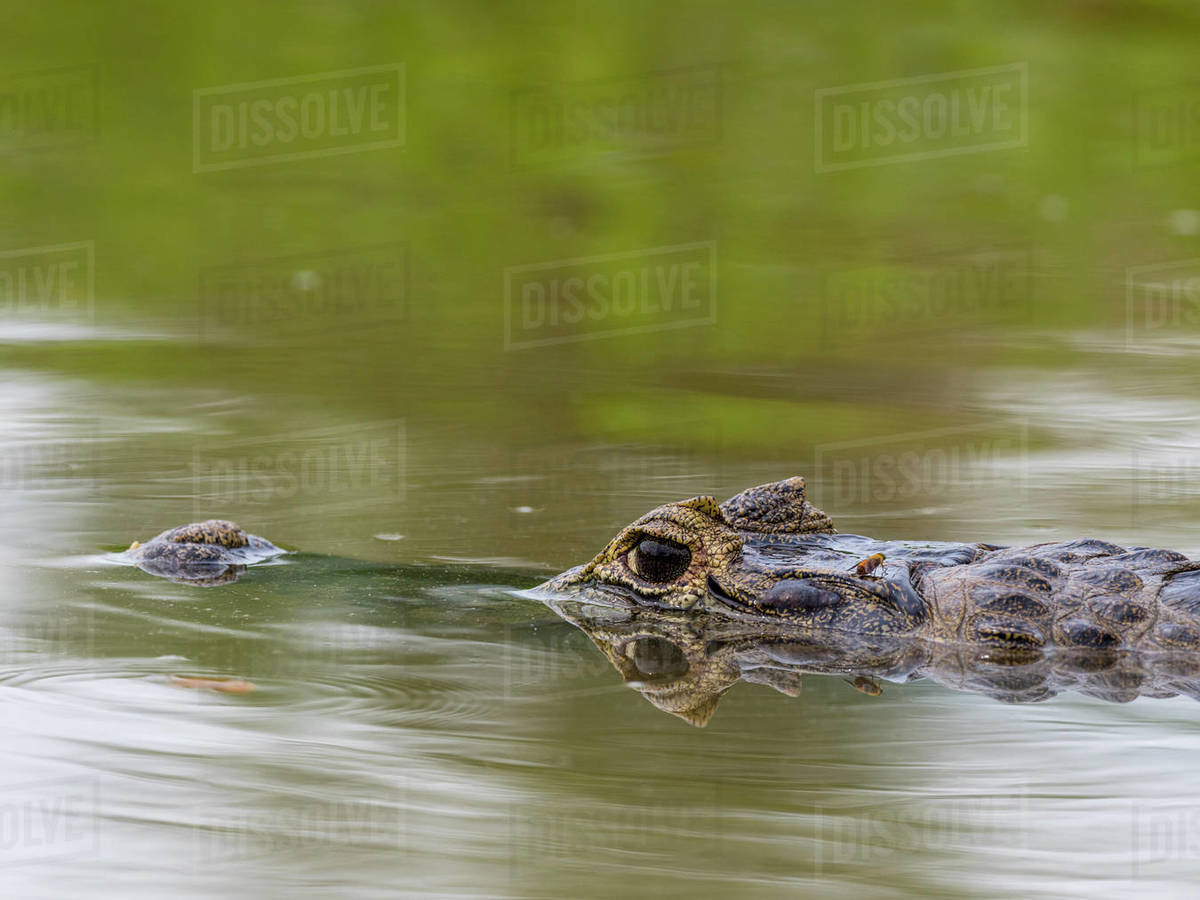 A young jacare caiman (Caiman yacare), swimming in the Rio Tres Irmao ...