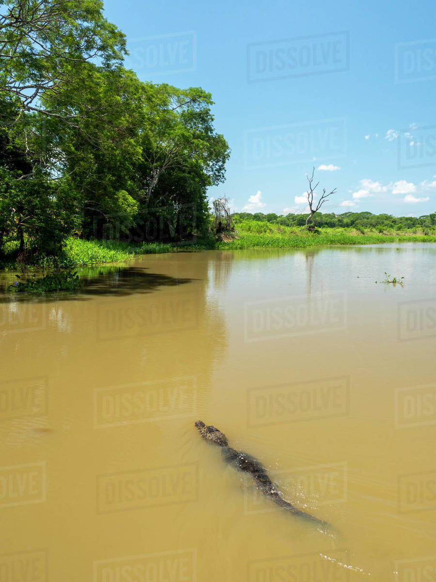 A young jacare caiman (Caiman yacare), swimming in the Rio Tres Irmao ...