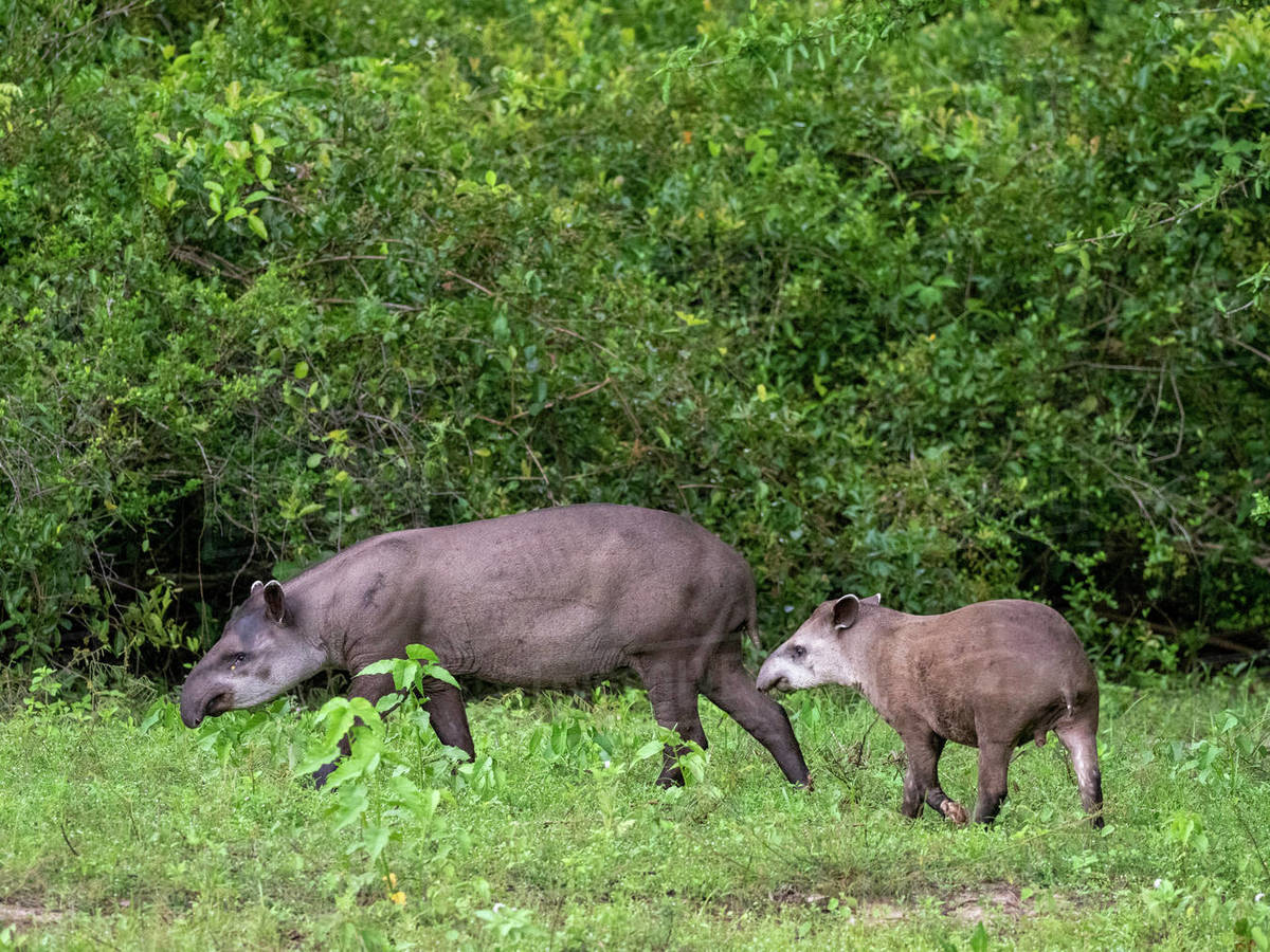 South American tapir (Tapirus terrestris), mother and calf at Pouso ...