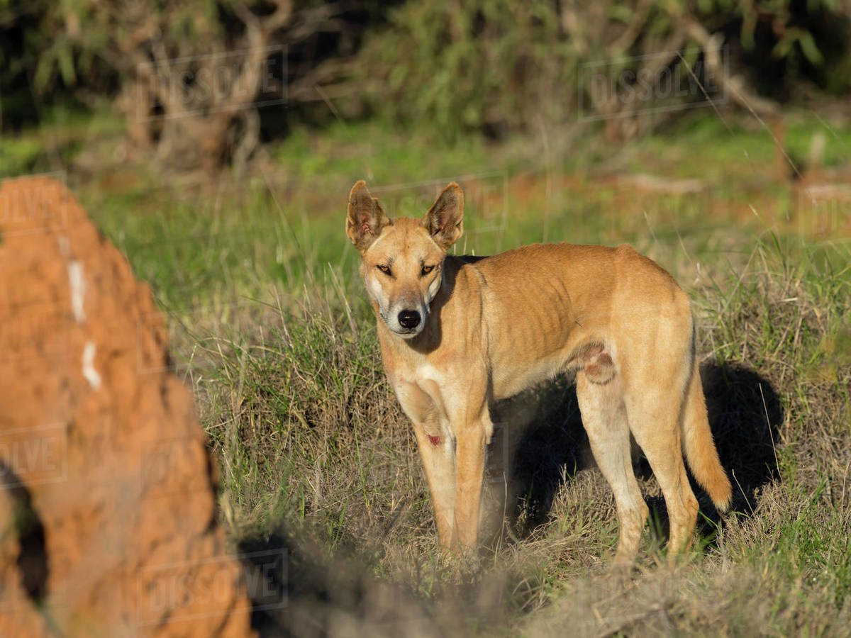 Adult male dingo (Canis lupus dingo), in the bush in Cape Range ...