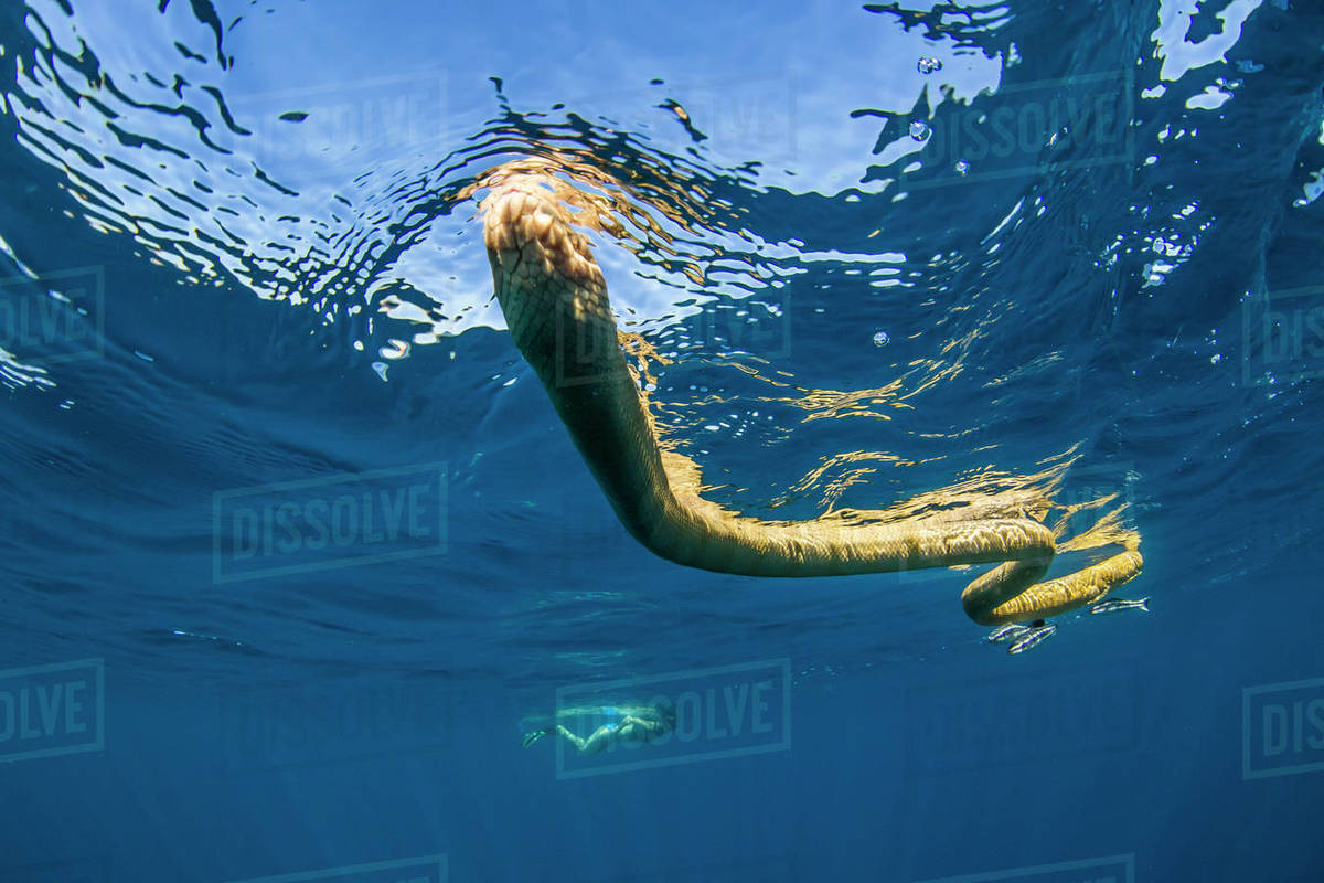 Olive-headed sea snake (Hydrophis major), swimming with remoras on ...