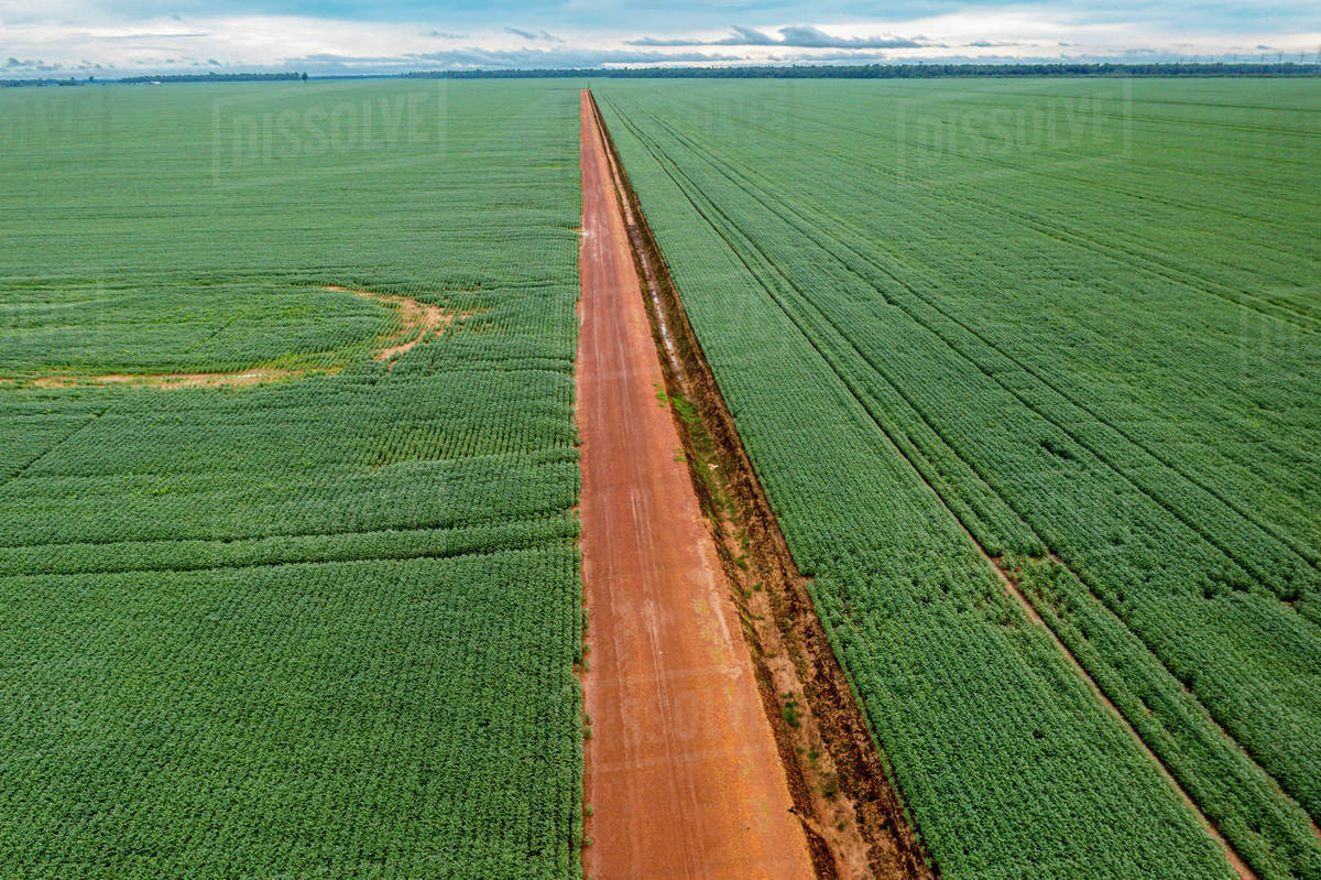 Giant soy fields, Sinop, Mato Grosso, Brazil, South America - Stock ...