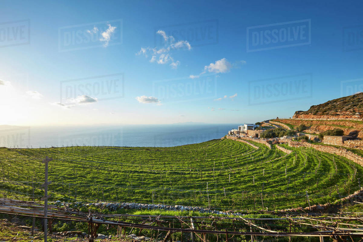 Fresh greenery after winter rain in vineyard on Sikinos island ...
