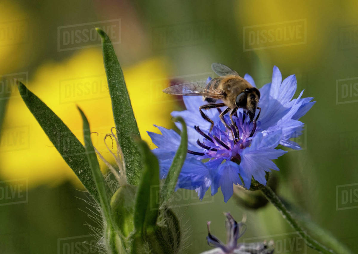 A Bee on a Blue Cornflower (Centaurea cyanus), near Oscroft, Cheshire ...