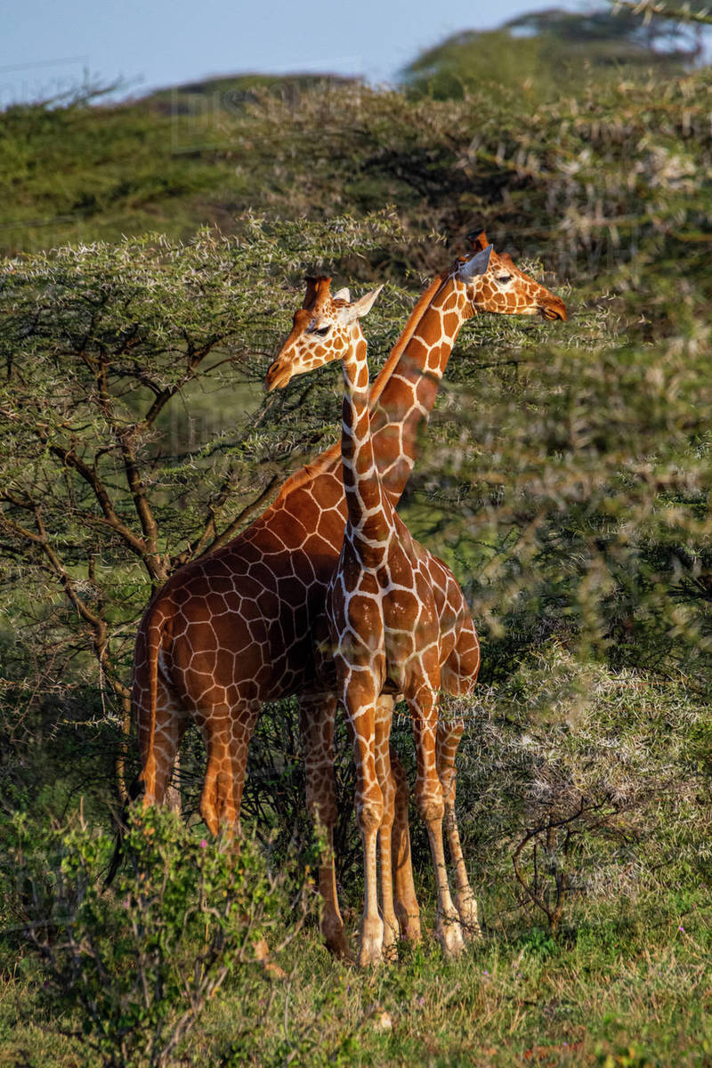 Reticulated giraffe (Giraffa camelopardalis reticulata) (Giraffa ...