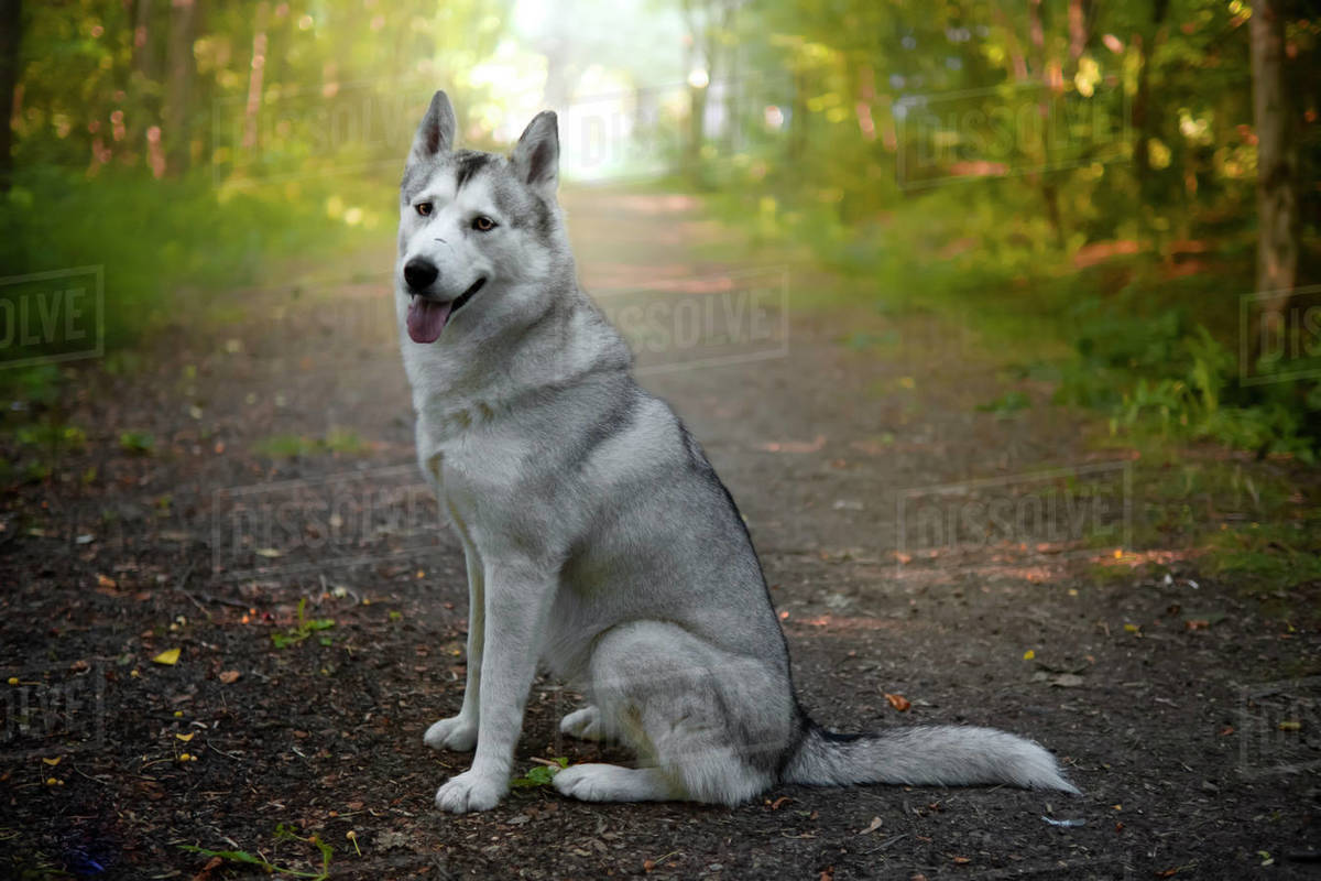 Siberian Husky dog side view, sitting and looking into camera, Italy ...