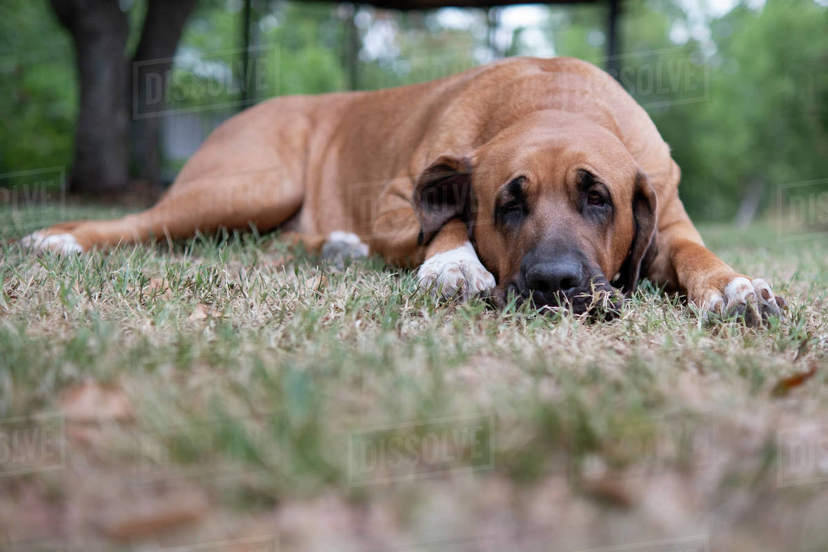 Broholmer dog Dane breed lying on the grass and looking into camera ...
