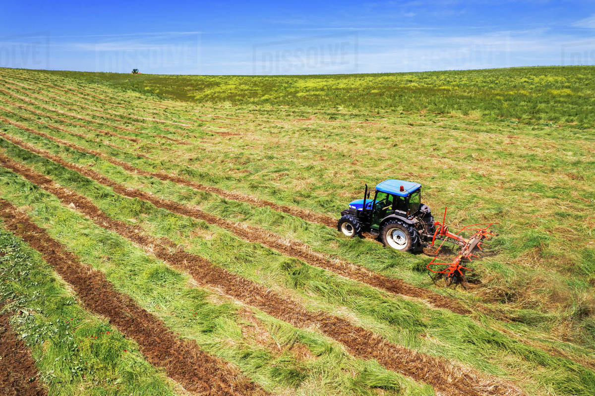 Blue tractor with hay tedder at work on agricultural mowed field ...