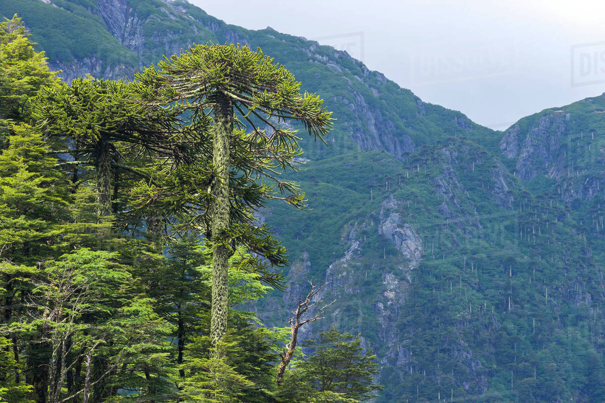 Monkey puzzle tree (Araucaria araucana), El Toro Lake, Huerquehue ...