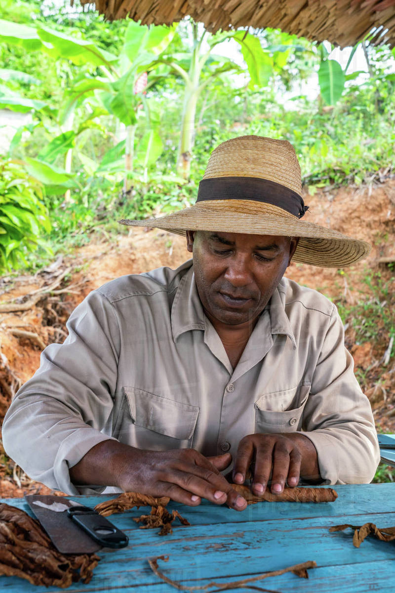 Tobacco plantation worker in straw hat, rolling his own cigar, Vinales ...